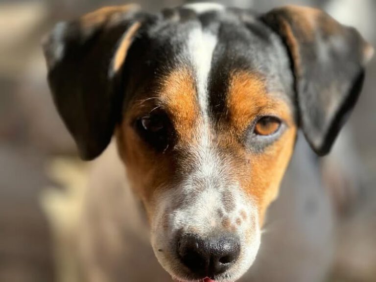 Angelo - Tierleben Deutschland e.V.